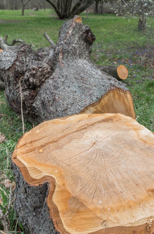 Wood logging stock photo. Image of round, rural, forester - 113899898