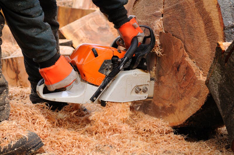 Logger with chainsaw. stock photo. Image of person, trunk - 17812328