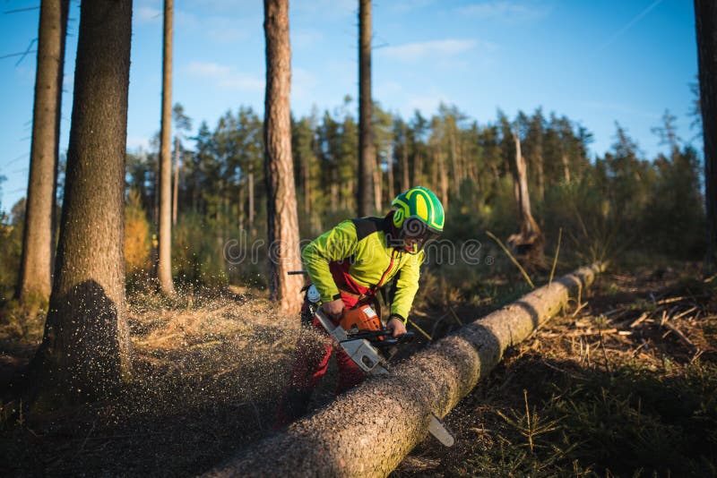 Logger Man Cutting a Tree with Chainsaw. Lumberjack Working with ...