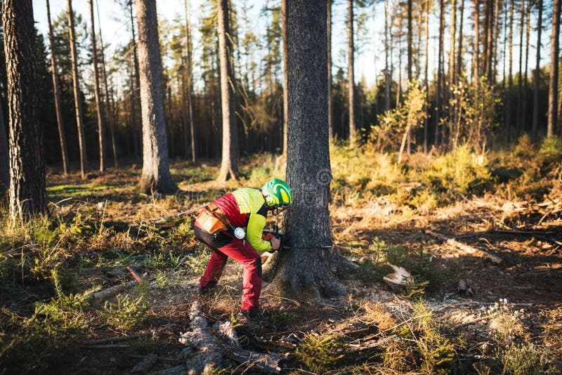 Logger Man Cutting a Tree with Chainsaw. Lumberjack Working with ...