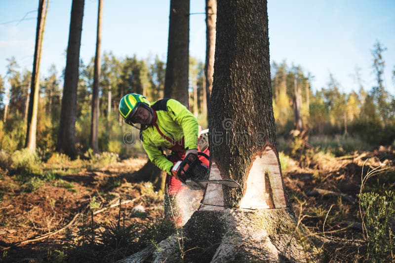 Logger Man Cutting a Tree with Chainsaw. Lumberjack Working with ...