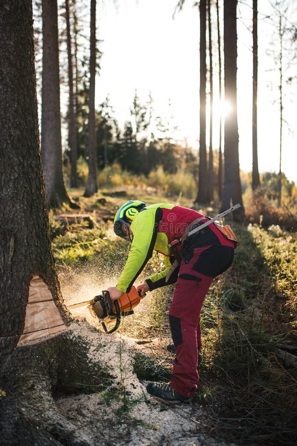 Logger Man Cutting a Tree with Chainsaw. Lumberjack Working with ...