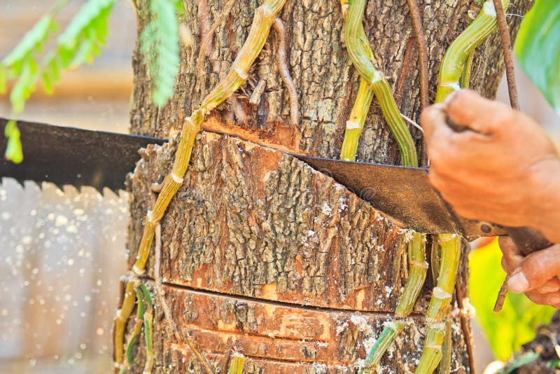 Logger man is cutting wood stock image. Image of knife - 34278953