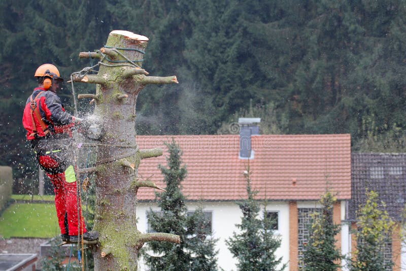 Logger at Work with Chainsaw Editorial Photo - Image of feller ...