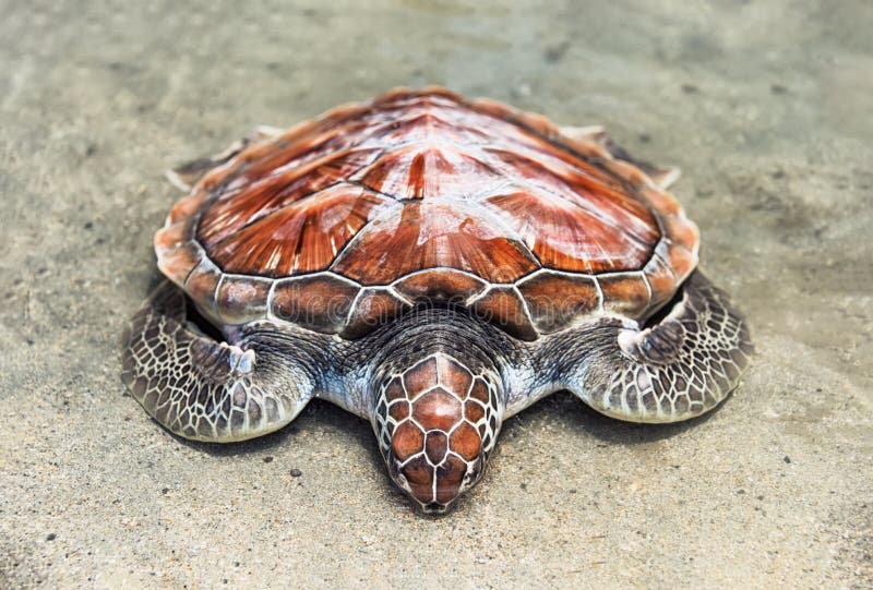 Loggerhead the Loggerhead Sea Turtle Rests on the Water`s Edge on the ...