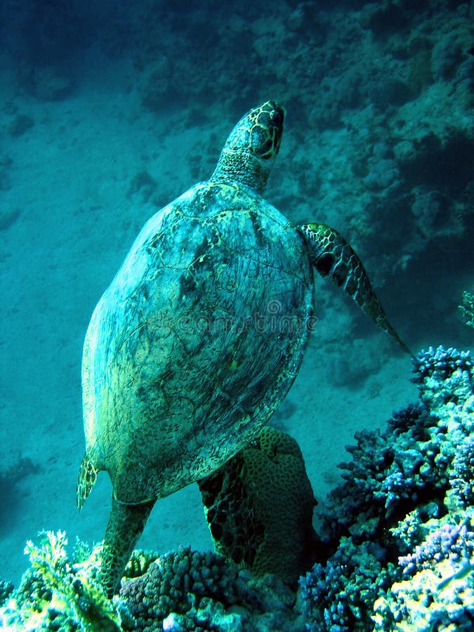 Loggerhead Sea Turtle stock image. Image of animalia - 12899383