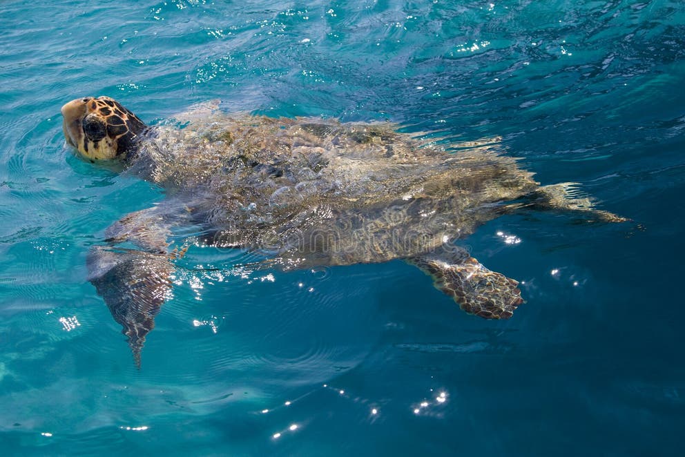 Loggerhead Sea Turtle stock image. Image of transparent - 14005533