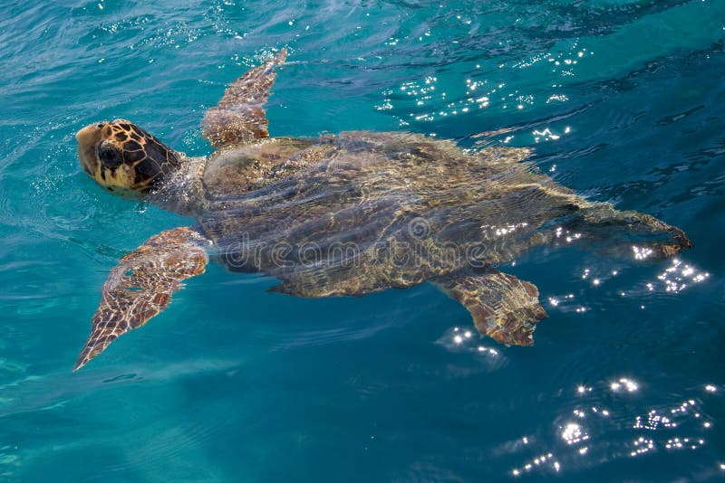 Loggerhead Sea Turtle stock image. Image of shell, outdoors - 14021461