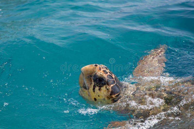 Loggerhead Sea Turtle stock image. Image of sunlight - 14021479