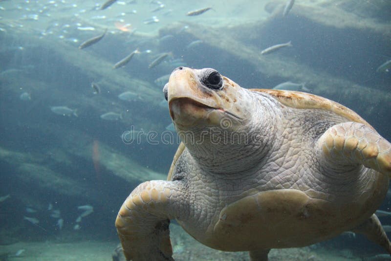 Loggerhead sea turtle stock photo. Image of swim, water - 18218248