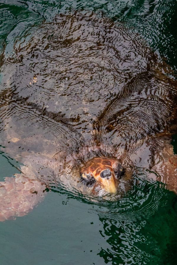 Loggerhead Sea Turtle, Breaching the Water, United States Stock Image ...