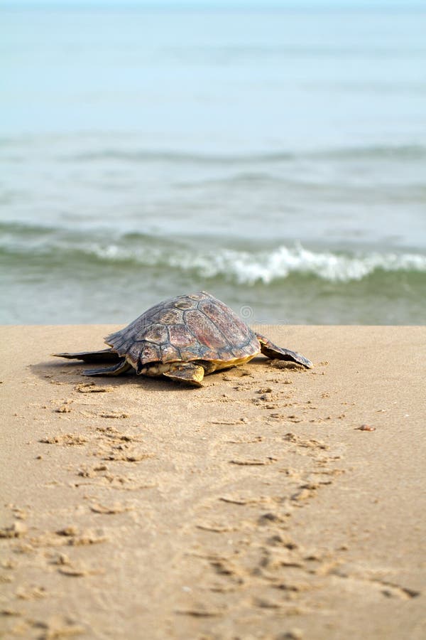 Loggerhead Sea Turtle (Caretta Caretta) Stock Photo - Image of water ...