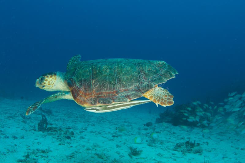 Loggerhead Sea Turtle-Caretta Caretta Stock Photo - Image of loggerhead ...
