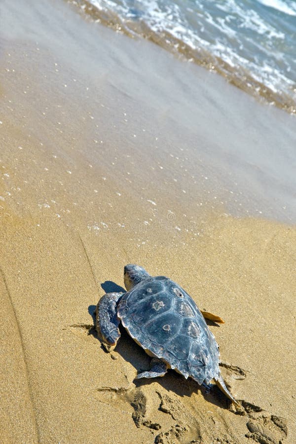 1+ Sea turtle vertical Free Stock Photos - StockFreeImages