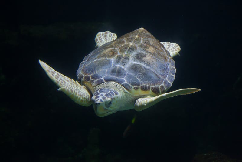 Loggerhead Sea Turtle (Caretta Caretta). Stock Image - Image of life ...