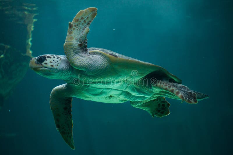 Loggerhead Sea Turtle Caretta Caretta. Stock Image - Image of water ...