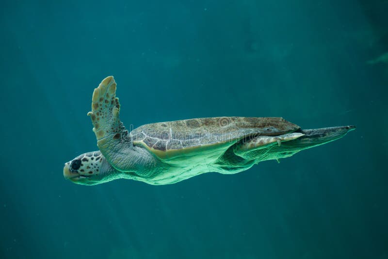 Loggerhead Sea Turtle Caretta Caretta. Stock Image - Image of ...