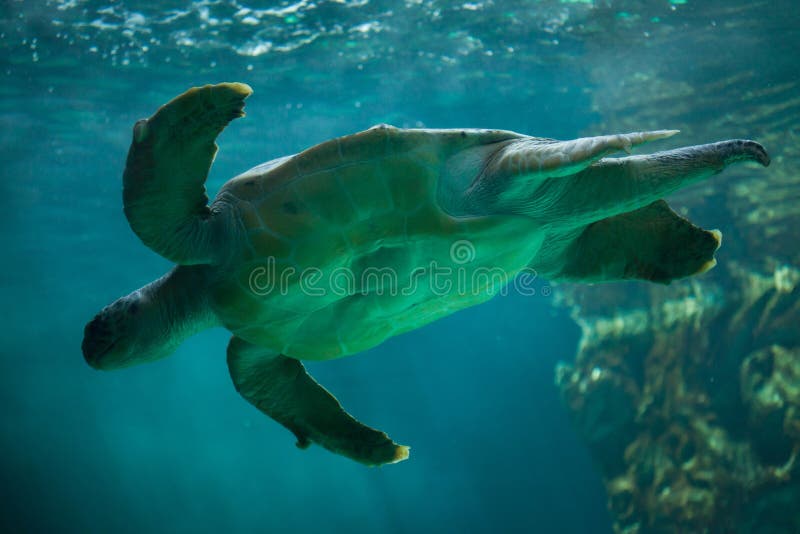 Loggerhead Sea Turtle Caretta Caretta. Stock Photo - Image of ...