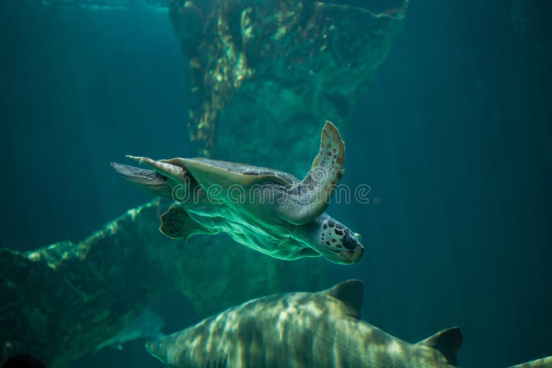 Loggerhead Sea Turtle Caretta Caretta. Stock Photo - Image of indian ...