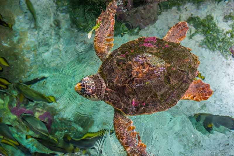 The Loggerhead Sea Turtle, Caretta Caretta Stock Photo - Image of ...