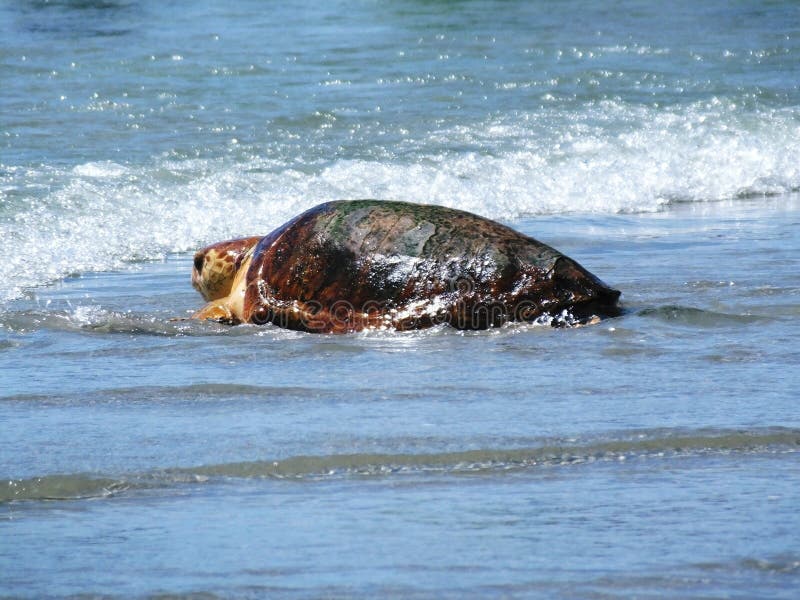 Loggerhead Sea Turtle (Caretta Caretta) Stock Photo - Image of turtle ...