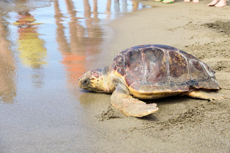 Loggerhead Sea Turtle Caretta Caretta Stock Image - Image of back ...