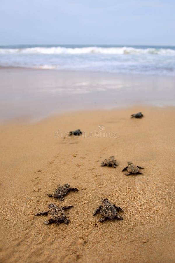 Loggerhead Sea Turtle Emergence Stock Photo - Image of cute, diary ...