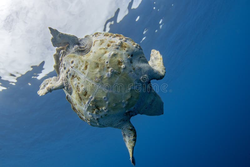 Loggerhead sea turtle stock photo. Image of loggerhead - 336394798