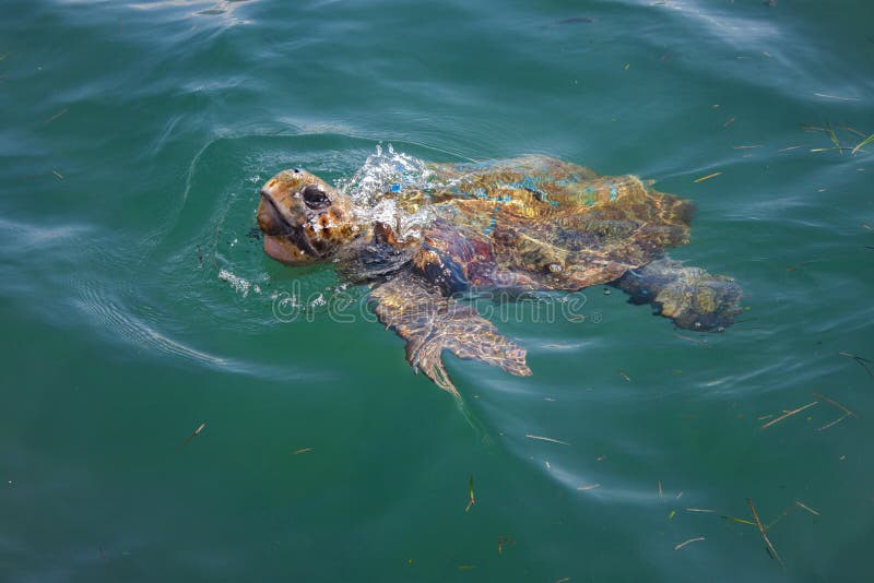 Loggerhead Sea Turtle in the Sea Stock Image - Image of mediterranean ...