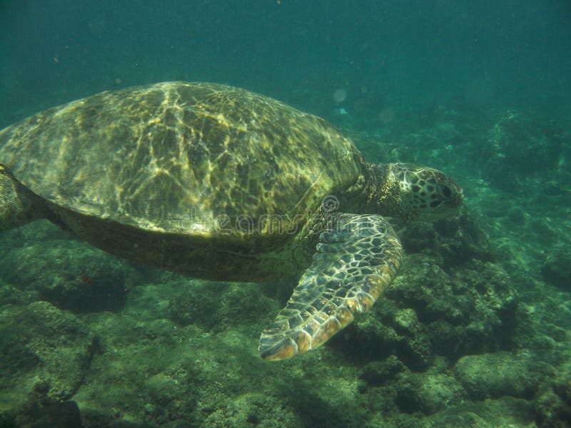 Loggerhead Sea Turtle Swimming Along Underwater Stock Image - Image of ...