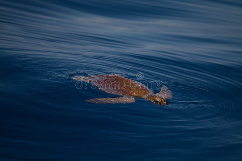 Loggerhead Sea Turtle Swimming in the Ligurian Sea. Stock Photo - Image ...