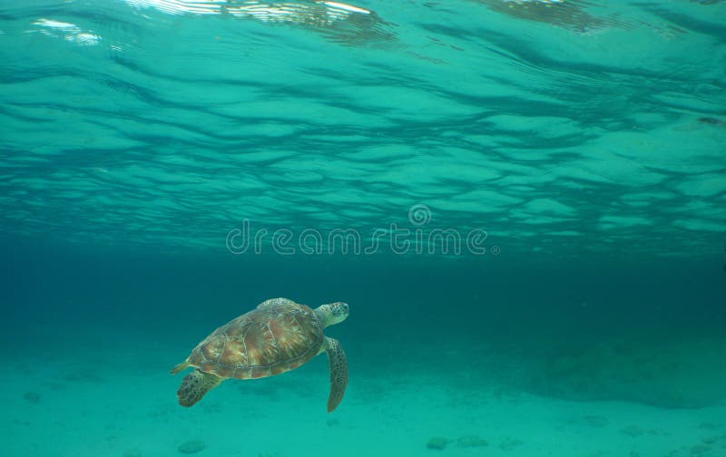 Loggerhead Sea Turtle Under Blue Tranquil Water Stock Photo - Image of ...