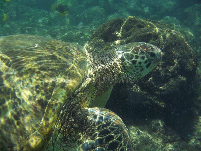Loggerhead Sea Turtle Underwater Stock Photo - Image of swimming ...