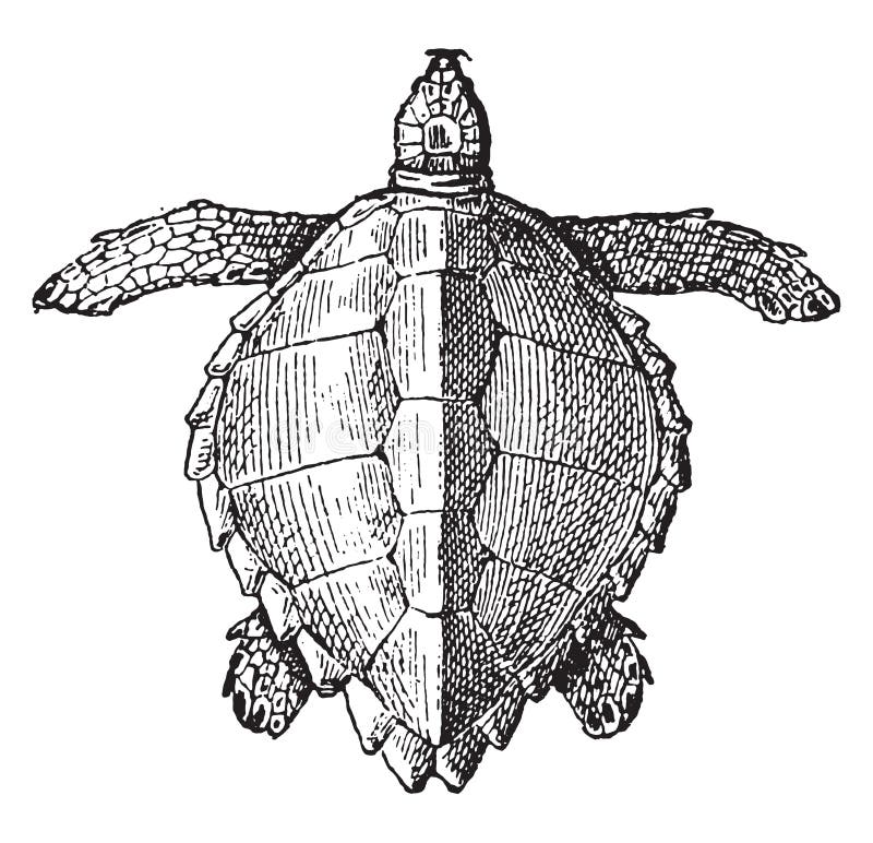 Loggerhead Sea Turtle, Vintage Engraving Stock Image - Image of ancient ...