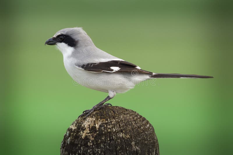 Loggerhead Shrike (Lanius Ludovicianus) Stock Image - Image of wildlife ...
