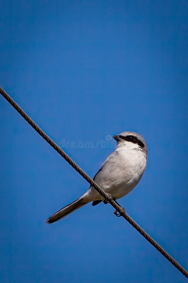 Loggerhead Shrike Bird on a Wire Stock Photo - Image of wire, shrike ...