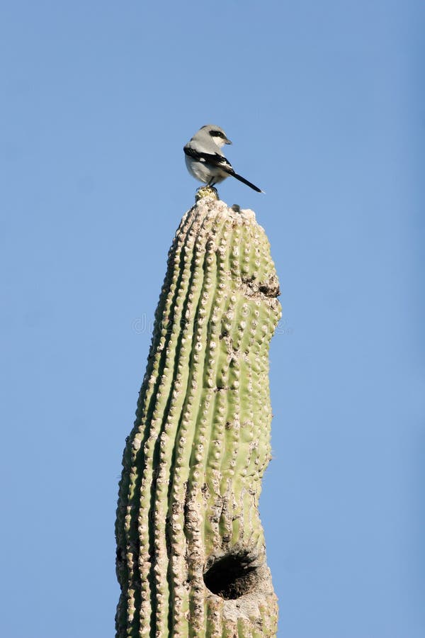 197 Loggerhead Shrike Photos - Free & Royalty-Free Stock Photos from ...