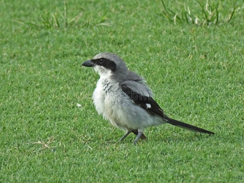Loggerhead Shrike or Lanius Ludovicianus Stock Photo - Image of resting ...