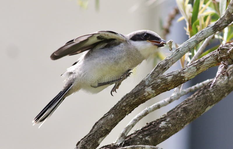 Loggerhead Shrike Learning How To Hunt! Stock Image - Image of nature ...