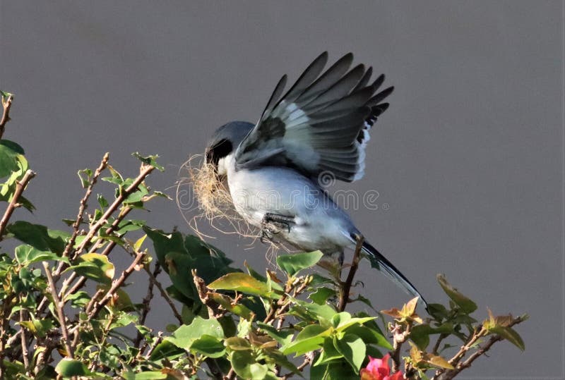 Loggerhead Shrike Nesting stock photo. Image of wildlife - 269691876