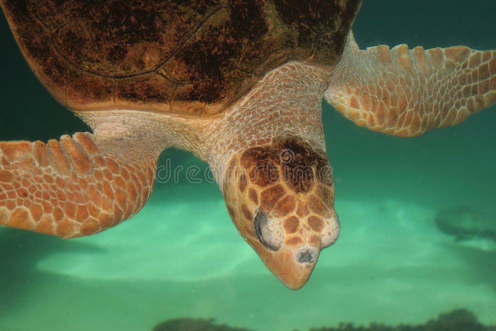 Loggerhead Turtle stock photo. Image of habitat, natural - 1242600