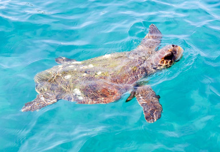 Loggerhead Turtle stock image. Image of explore, mellow - 17890971