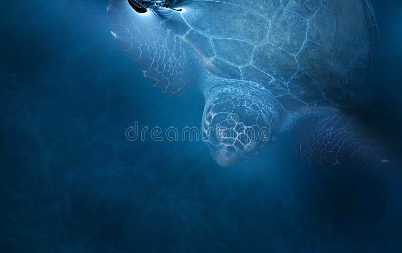 Loggerhead Turtle stock photo. Image of endangered, animal - 28139654