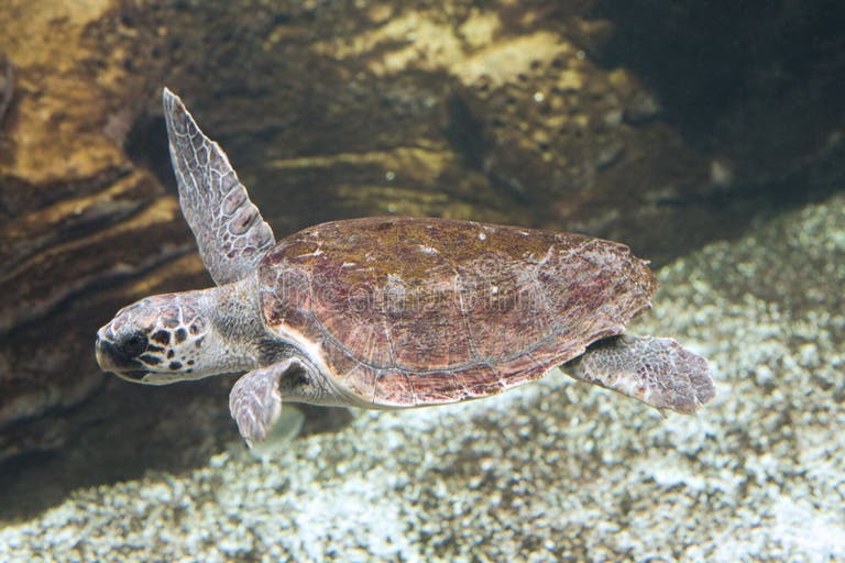 2,452 Loggerhead Turtle Stock Photos - Free & Royalty-Free Stock Photos ...