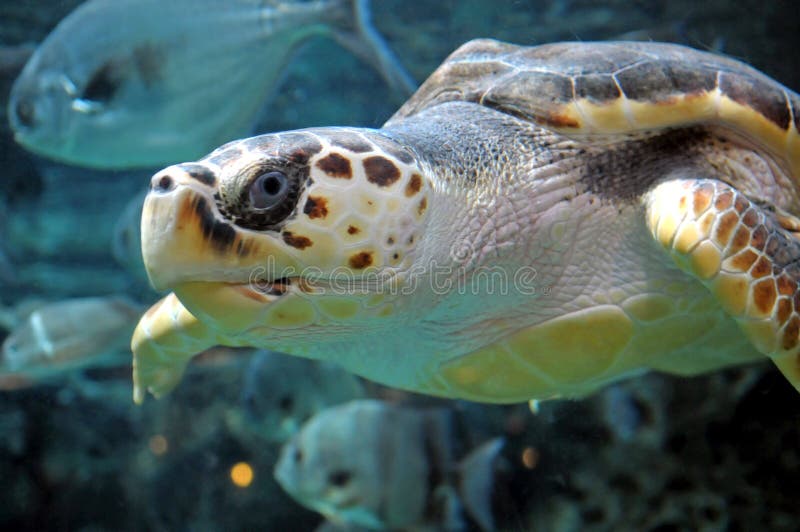 Loggerhead turtle stock photo. Image of aquarium, endangered - 4362846