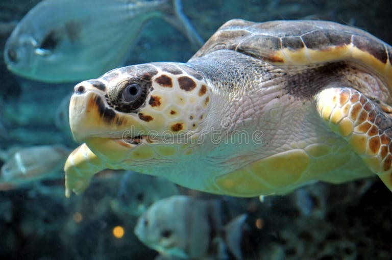 Loggerhead turtle stock photo. Image of aquarium, endangered - 4362846