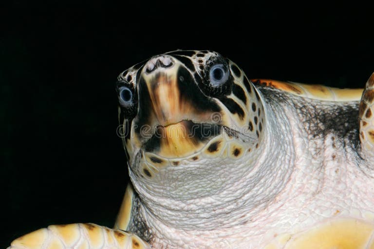 Loggerhead turtle stock photo. Image of ocean, natural - 896046