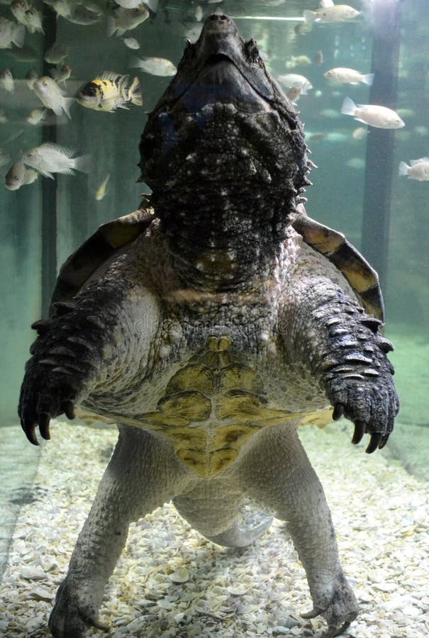 Loggerhead turtle stock photo. Image of caretta, reptile - 32876374