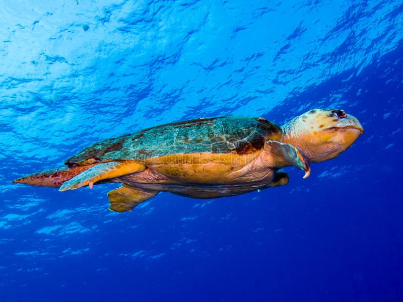 Loggerhead Turtle Eating a Conch Stock Image - Image of bright ...