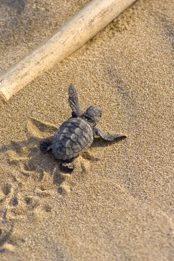 Loggerhead Turtle Baby(Caretta Caretta) Stock Photo - Image of born ...